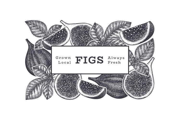 Hand drawn figs Royalty Free Vector Image - VectorStock