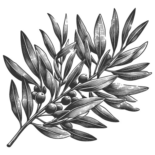 Olive Tree Drawing Vector Images (over 45,000)