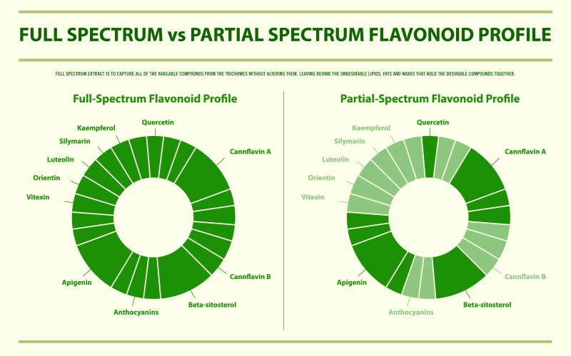 Spectrum color theory on white background Vector Image