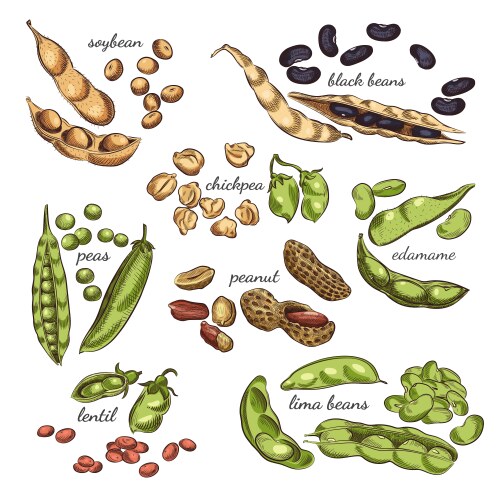 Set of different legumes Royalty Free Vector Image