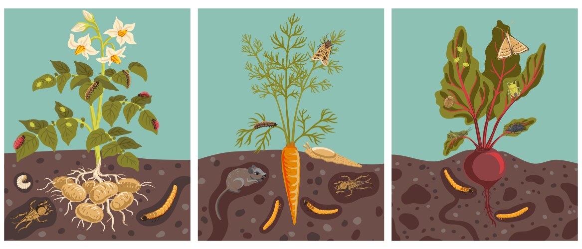 Drawing of Plant Roots Vector Images (over 15,000)