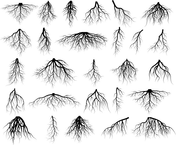 Set tree roots outline plant Royalty Free Vector Image