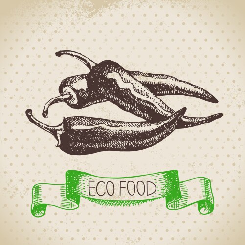 Watercolor hand drawn green chili isolated eco Vector Image