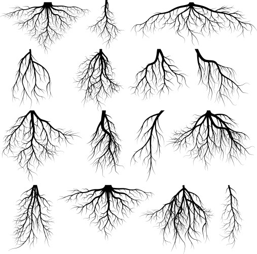 Tree Roots Black and White Vector Images (over 2,900)