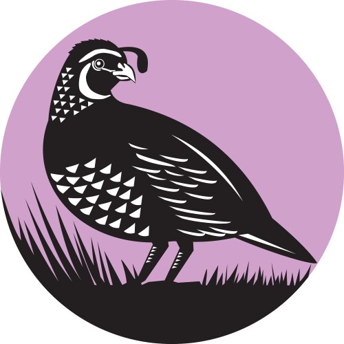 Quail Royalty Free Vector Image - VectorStock
