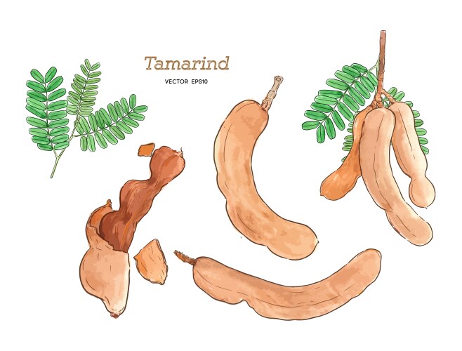 Tamarind Vector Images (over 1,500)