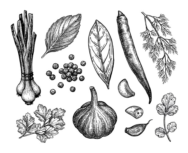 Ink sketch of herbs Royalty Free Vector Image - VectorStock