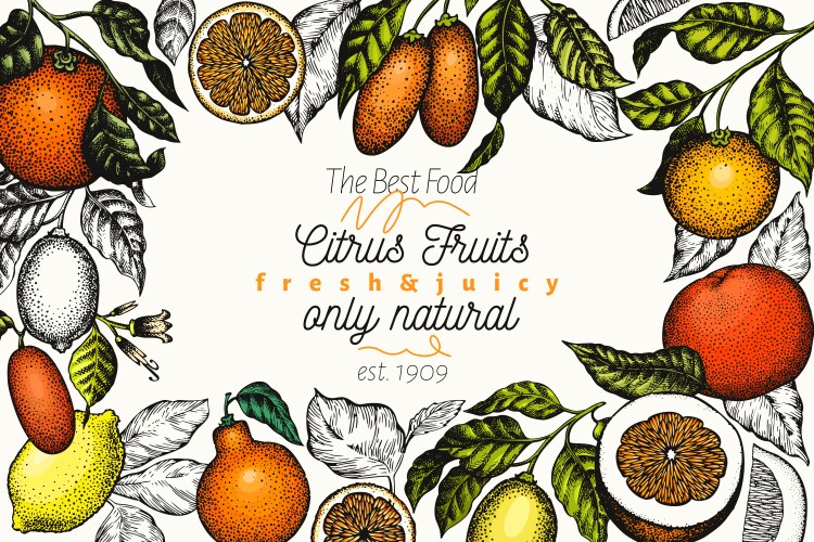 Citrus design templete hand drawn colour fruit Vector Image