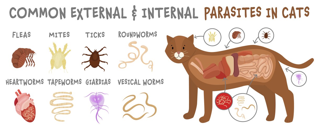 Common external and internal parasites in dogs Vector Image
