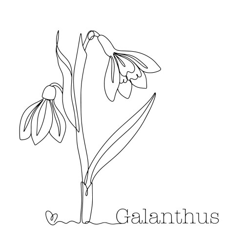 Snowdrop galanthus inflorescence one line Vector Image