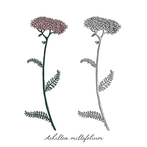 Yarrow Royalty Free Vector Image - VectorStock