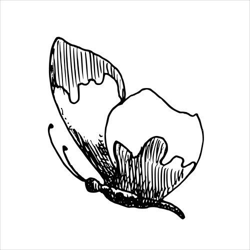 Drawing of butterfly hand drawn linear Royalty Free Vector