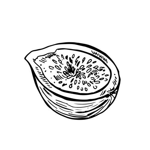 Fig drawing hand drawn fruit and sliced Royalty Free Vector