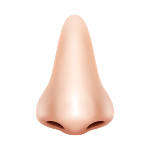 Realistic Human Nose - Front Profile Royalty Free Vector