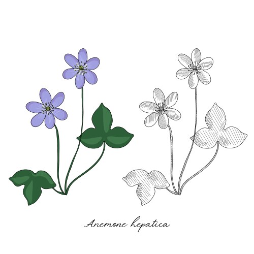 Drawing abscess root Royalty Free Vector Image