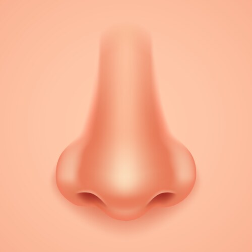 Realistic Human Nose - Front Profile Royalty Free Vector