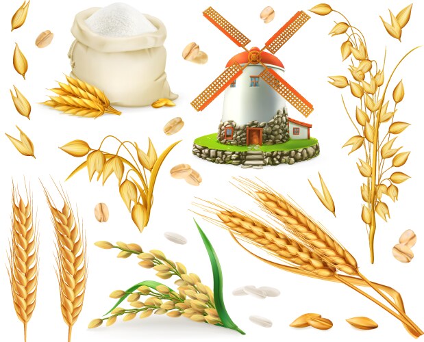 Wheat Royalty Free Vector Image - VectorStock