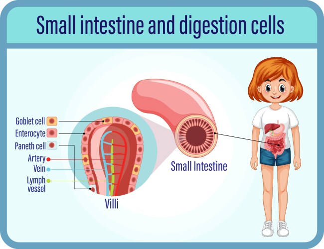 Intestine Vector Images (over 17,000)