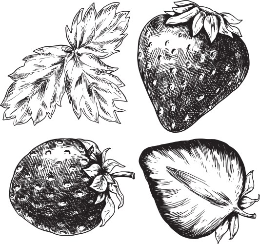Strawberry sketch Royalty Free Vector Image - VectorStock