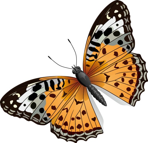 Orange Butterfly Vector Images (over 26,000)