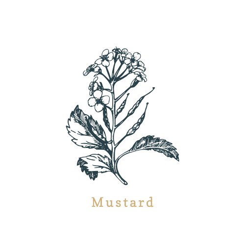 Mustard plant sketch hand drawn Royalty Free Vector Image