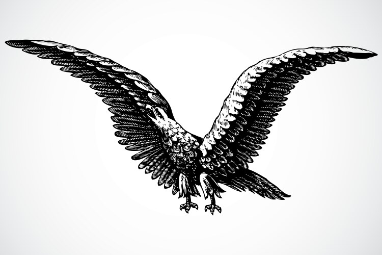 Eagle Spread Wings Vector Images (over 2,900)