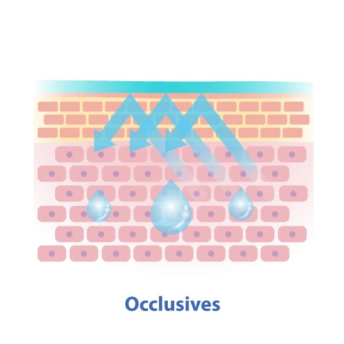 Infographic the mechanism of nutrient absorption Vector Image
