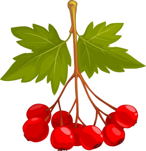 Hawthorn Vector Images (over 1,600)