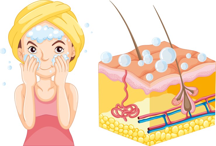 Woman washing face Royalty Free Vector Image - VectorStock