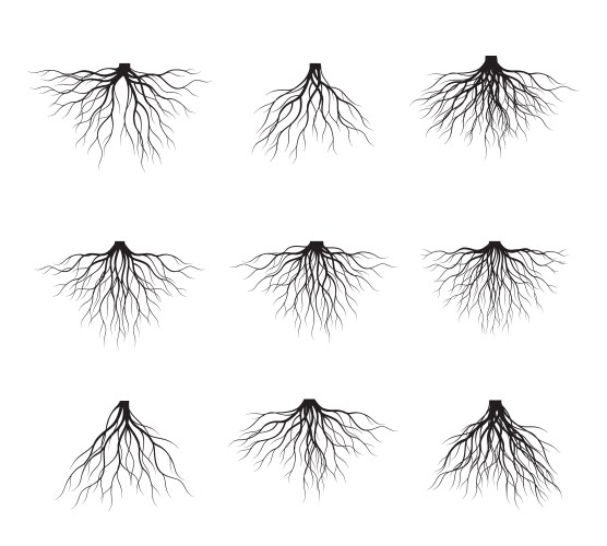 Tree roots set Royalty Free Vector Image - VectorStock