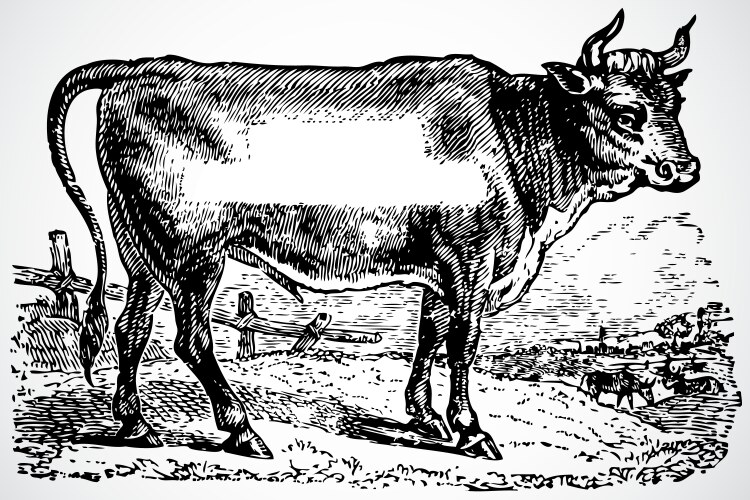 Cow Vector Images (over 130,000)