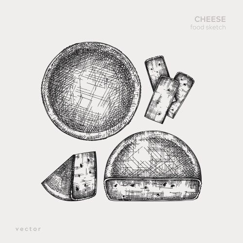 Cheese hand drawn food design element chee Vector Image