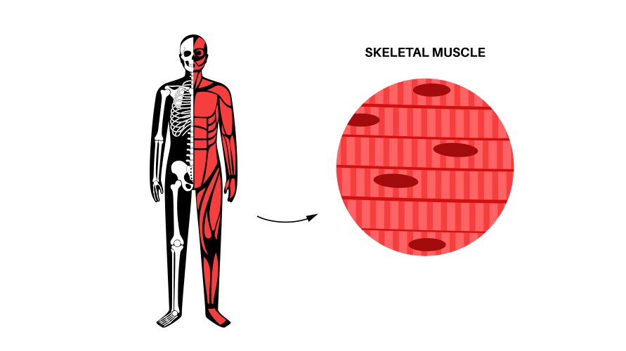 Skeletal Muscle Vector Images (over 3,200)