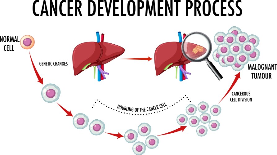 Diagram showing normal cell development Royalty Free Vector