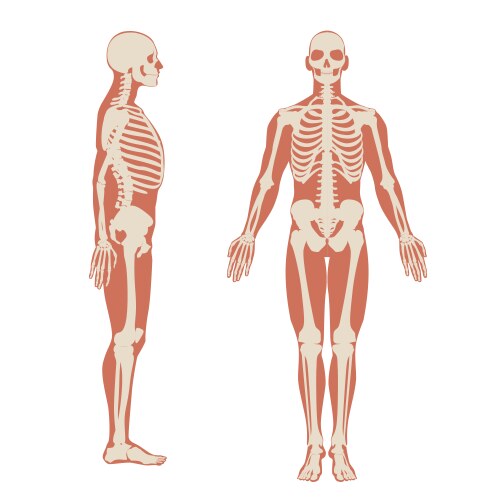 Human Body Side View Vector Images (over 2,600)