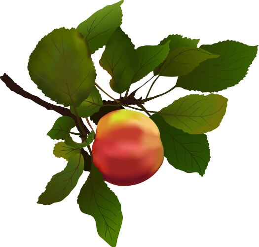 Red raspberry branch with growing fresh ripe Vector Image