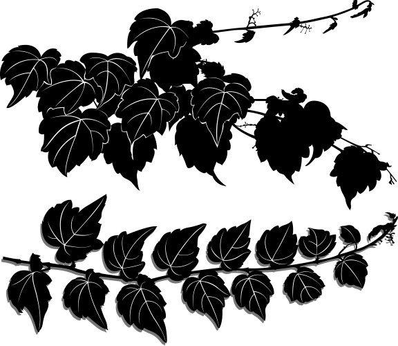 Ivy Vector Images (over 5,000)