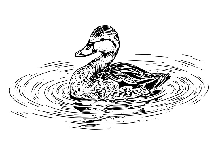 Swimming duck hand drawn ink sketch engraved Vector Image