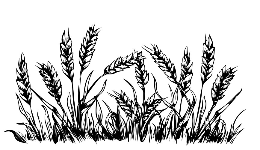 Wheat field Royalty Free Vector Image - VectorStock