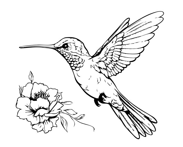 Hummingbird Outline Vector Images (over 2,900)