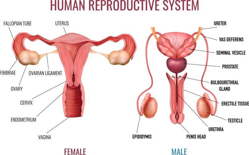 Realistic male reproductive system Royalty Free Vector Image