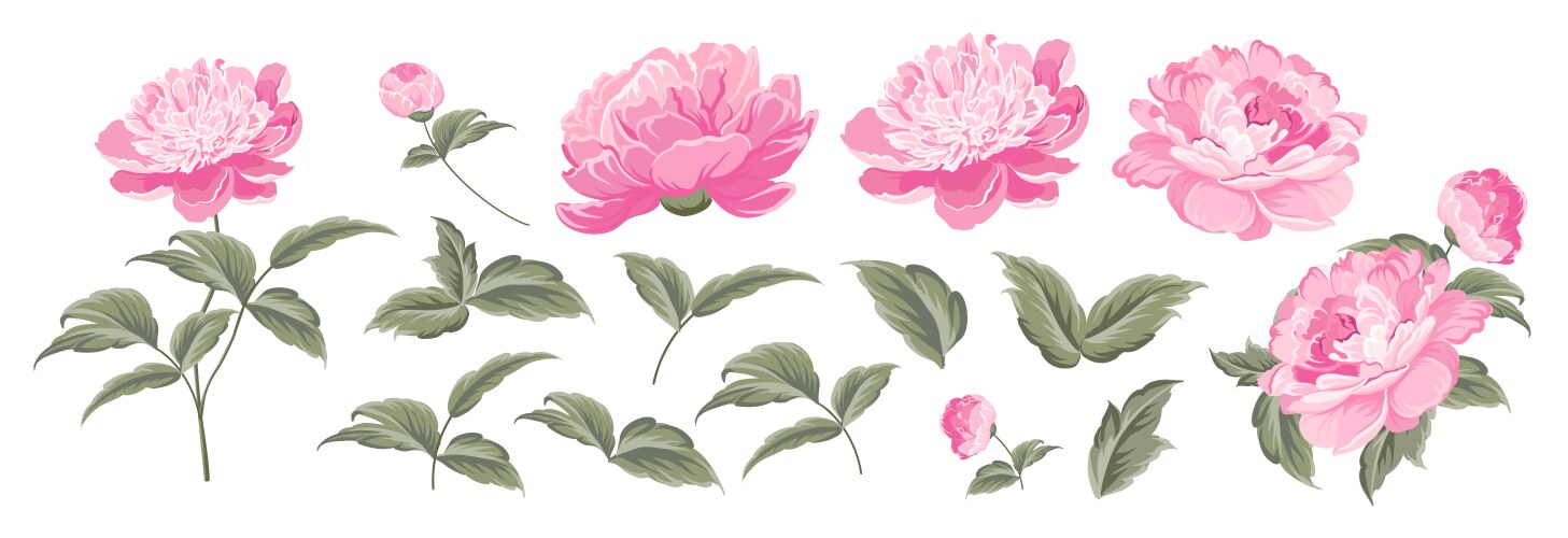 Peony background Royalty Free Vector Image - VectorStock