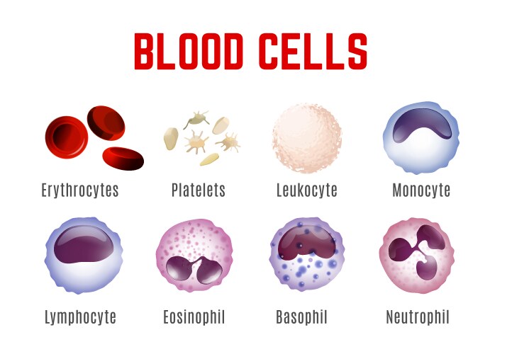 Agranulocytes and granulocytes white blood cells Vector Image