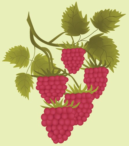 Red raspberry branch with growing fresh ripe Vector Image