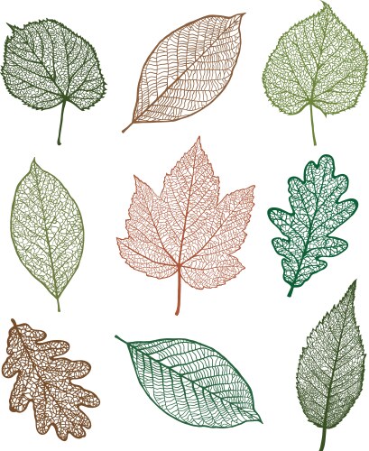 Leaf Vector Images (over 2.1 million)