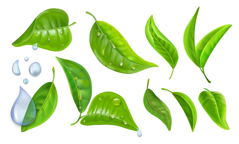 Tea Logo Vector Images (over 45,000)