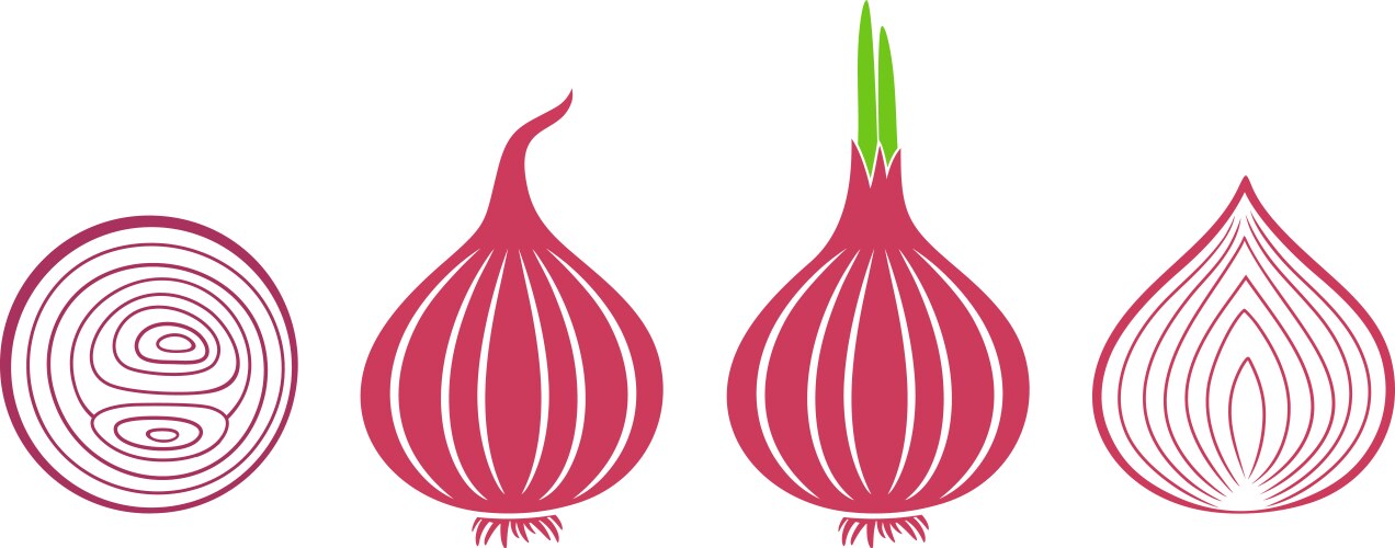 Onion Royalty Free Vector Image - VectorStock