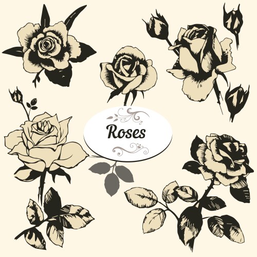 Roses Vector Images (over 290,000)