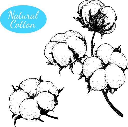 Hand drawn cotton plant Royalty Free Vector Image
