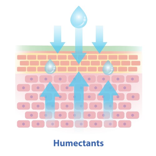 Infographic the mechanism of nutrient absorption Vector Image